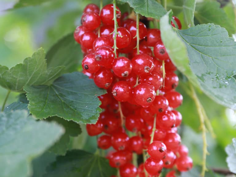 La cueillette - Ferme Brandt Arbogast